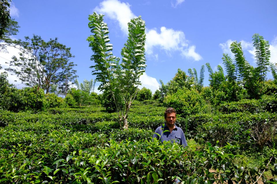 Handunugoda tea factory, Sri Lanka - Jose Maria Piasentini