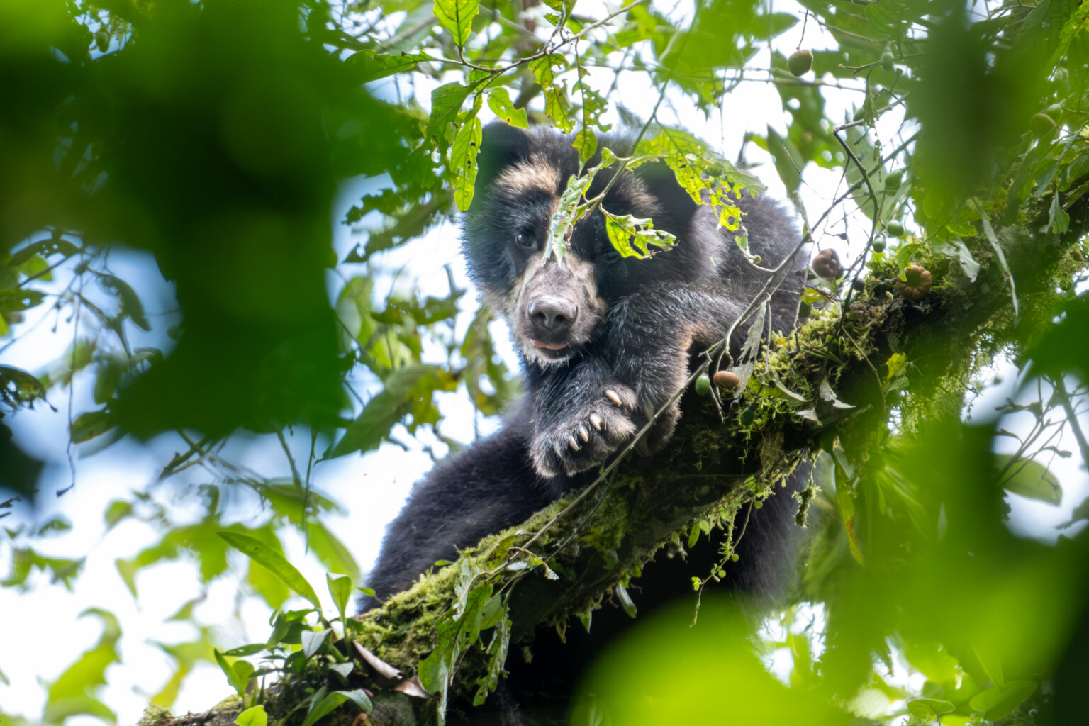 Oso de anteojos donde verlo en libertad Ecuador - Jose Maria Piasentini